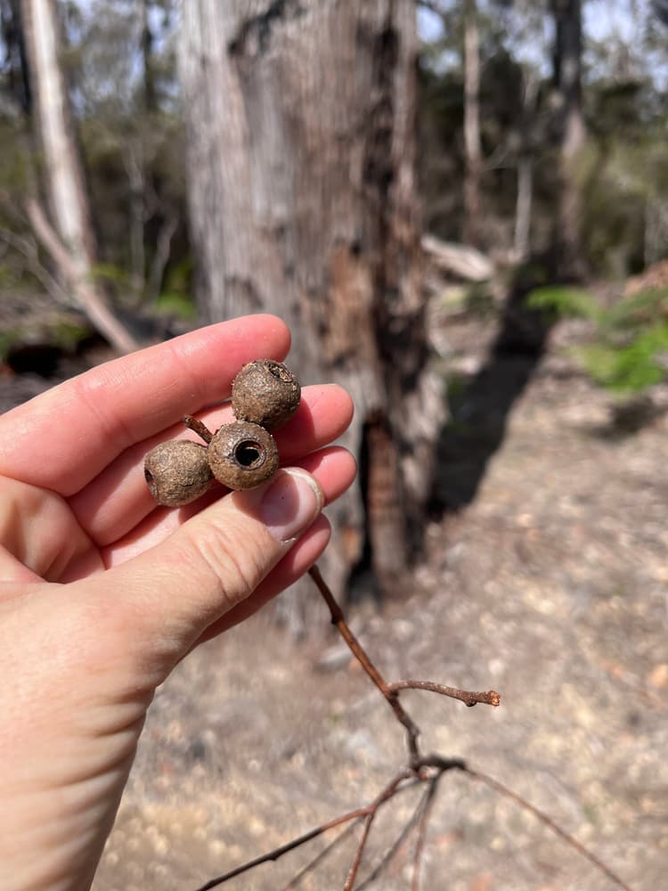 The Trees of Pemberton: How to Recognise Karri, Jarrah, Marri, and More ...